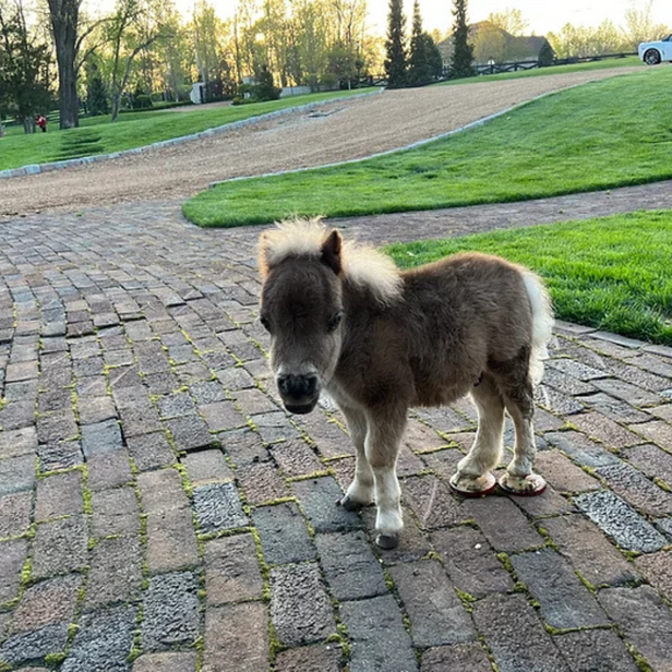 R&R Ranch Miniature Horse Sanctuary – R&R Ranch Miniature Horse Sanctuary