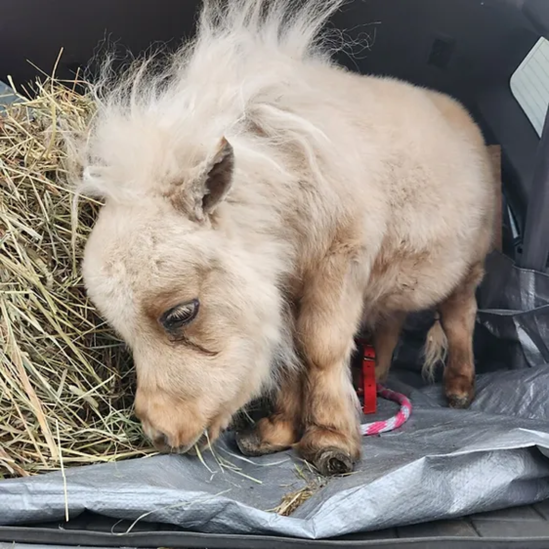 R&R Ranch Miniature Horse Sanctuary – R&R Ranch Miniature Horse Sanctuary