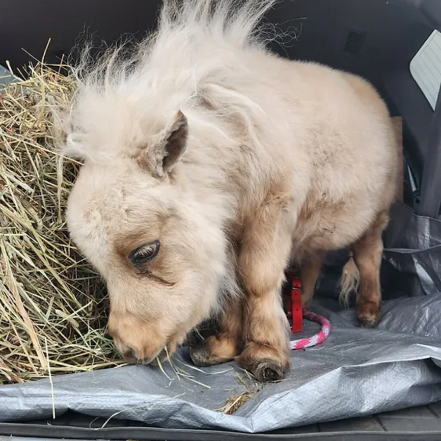 R&R Ranch Miniature Horse Sanctuary – R&R Ranch Miniature Horse Sanctuary