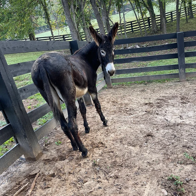 R&R Ranch Miniature Horse Sanctuary – R&R Ranch Miniature Horse Sanctuary