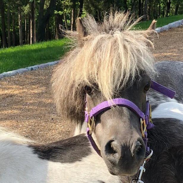 R&R Ranch Miniature Horse Sanctuary – R&R Ranch Miniature Horse Sanctuary