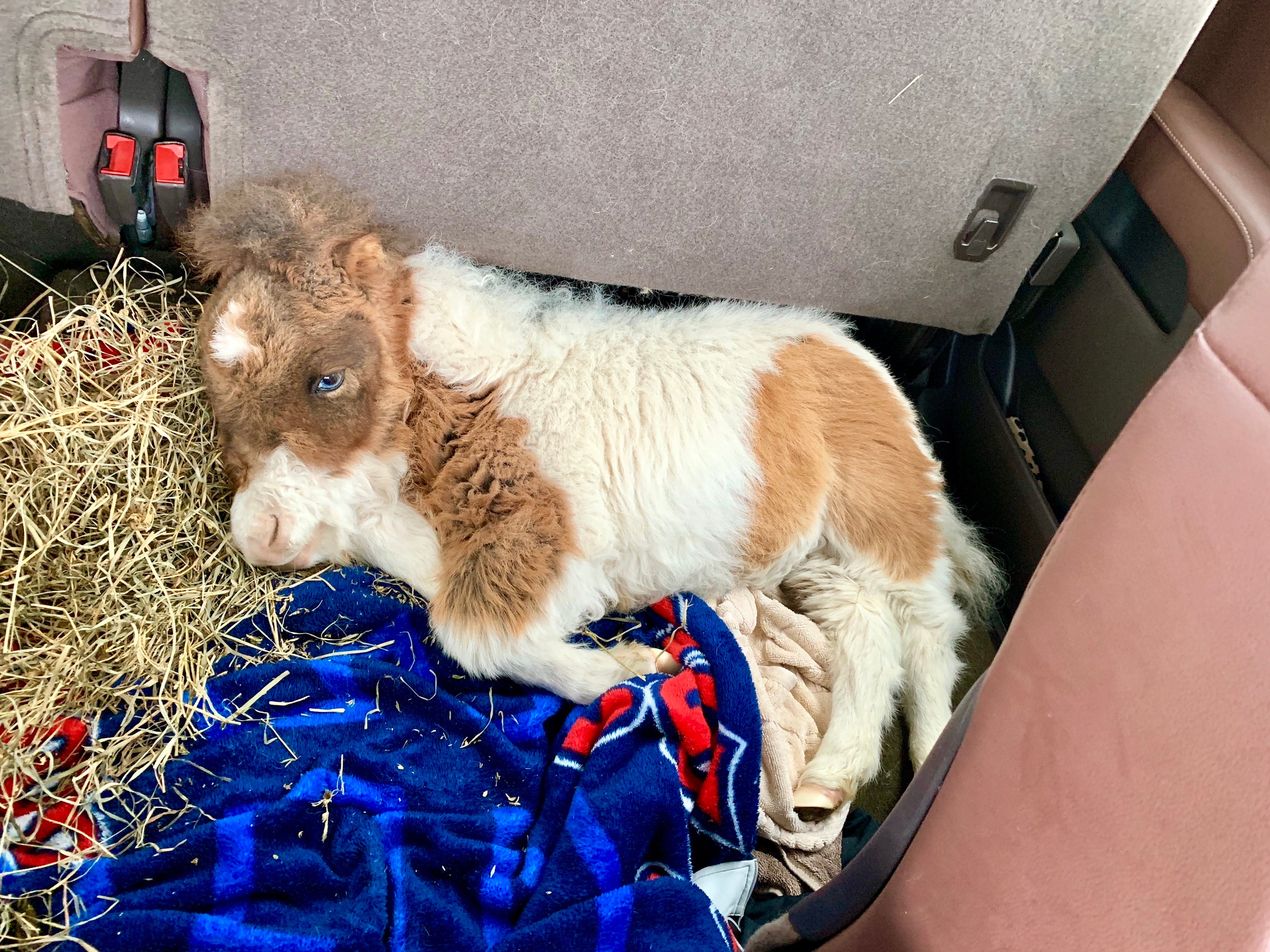 Meet Our Minis – R&R Ranch Miniature Horse Sanctuary